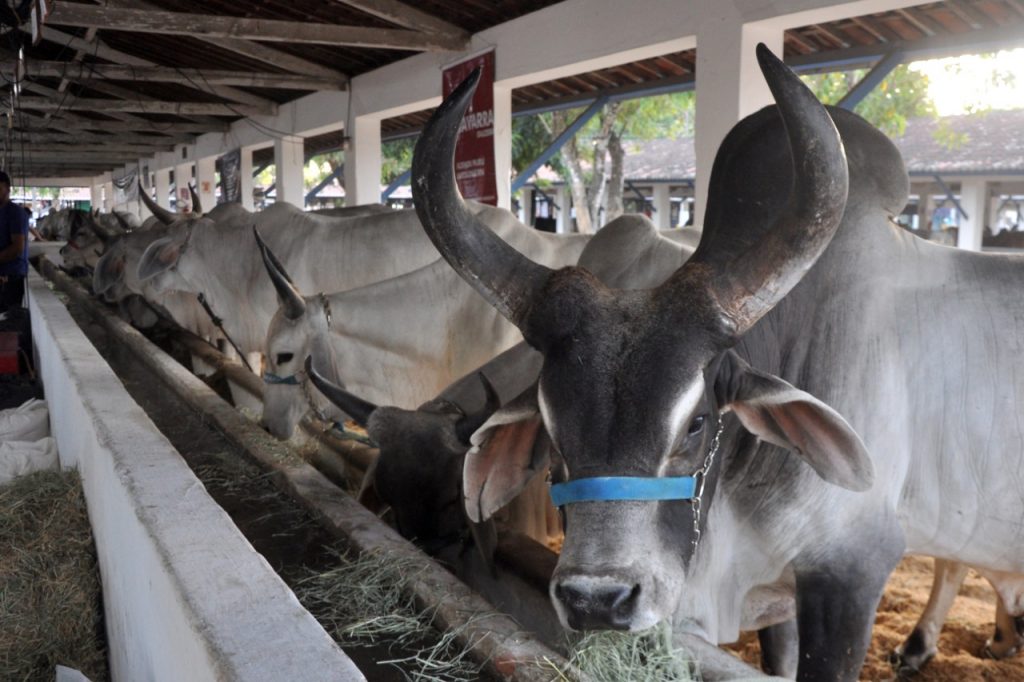 Começa a Festa do boi 2024: evento deve movimentar R$ 100 milhões de ...